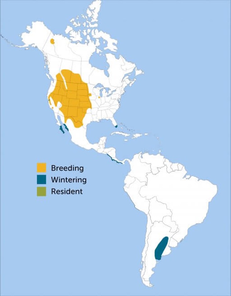Bird of The Week: Swainson’s Hawk – Kern Audubon Society