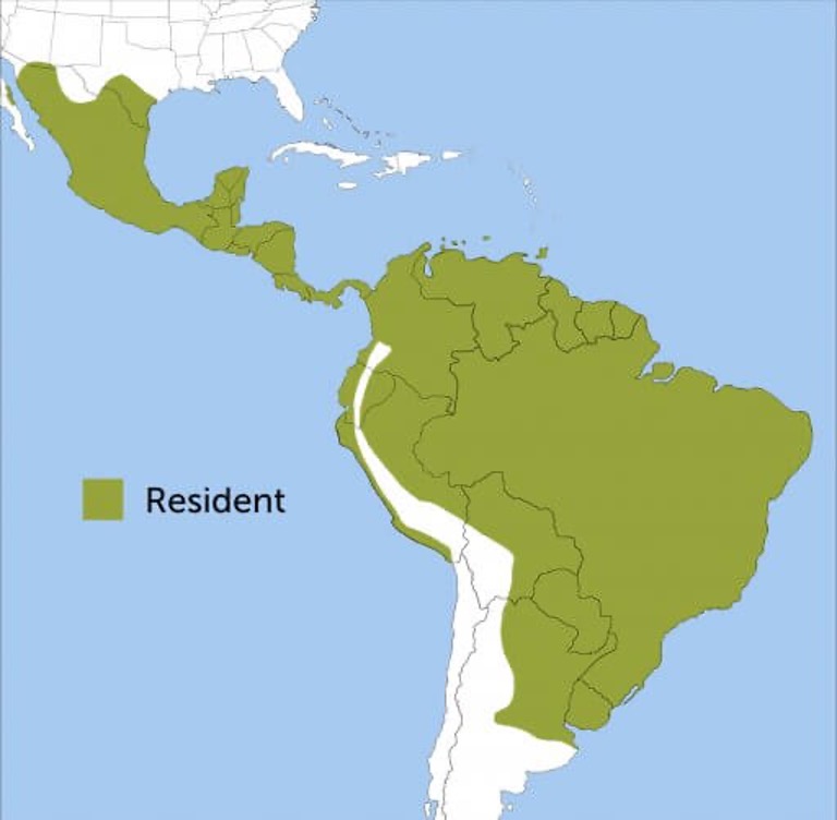 Bird of The Week: Green Kingfisher – Kern Audubon Society