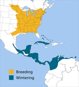 Bird of The Week: Yellow-throated Vireo – Kern Audubon Society