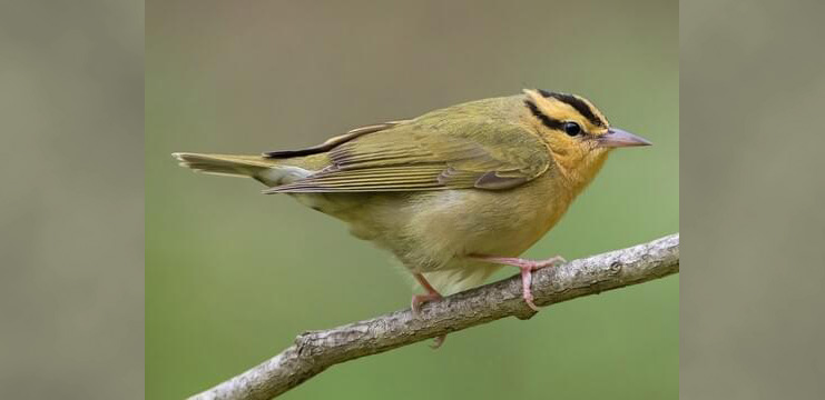Bird of The Week: Worm-eating Warbler – Kern Audubon Society